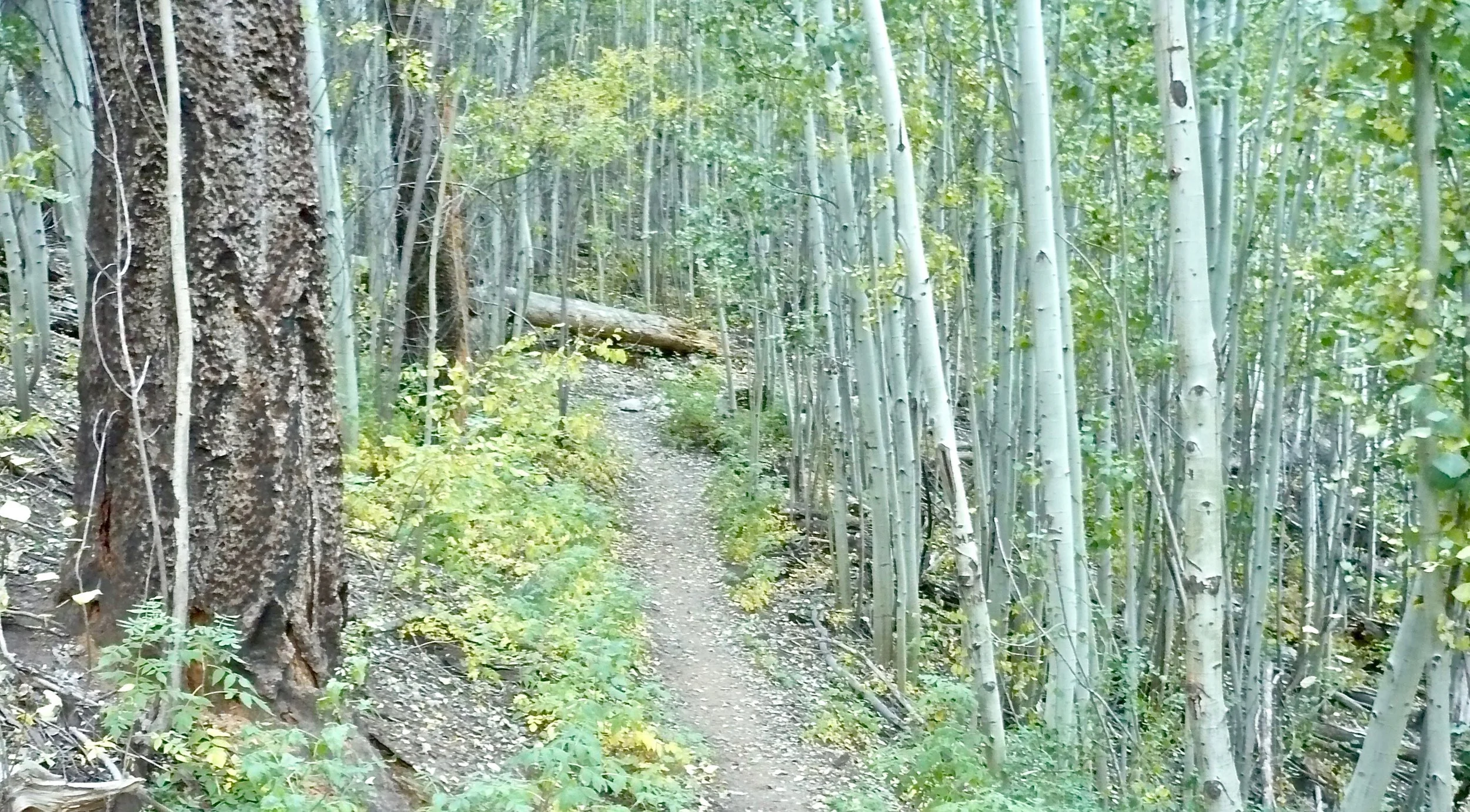 Trail Descriptions — FRIENDS OF THE SANTA CATALINA TRAILS