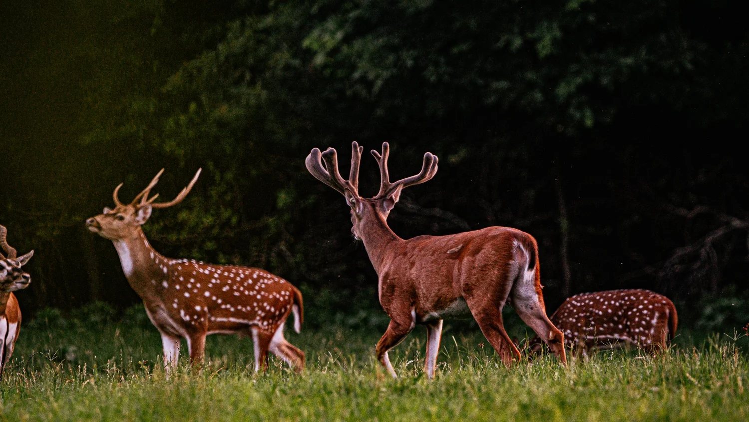 Whitetail Deer — Heroes Ranch