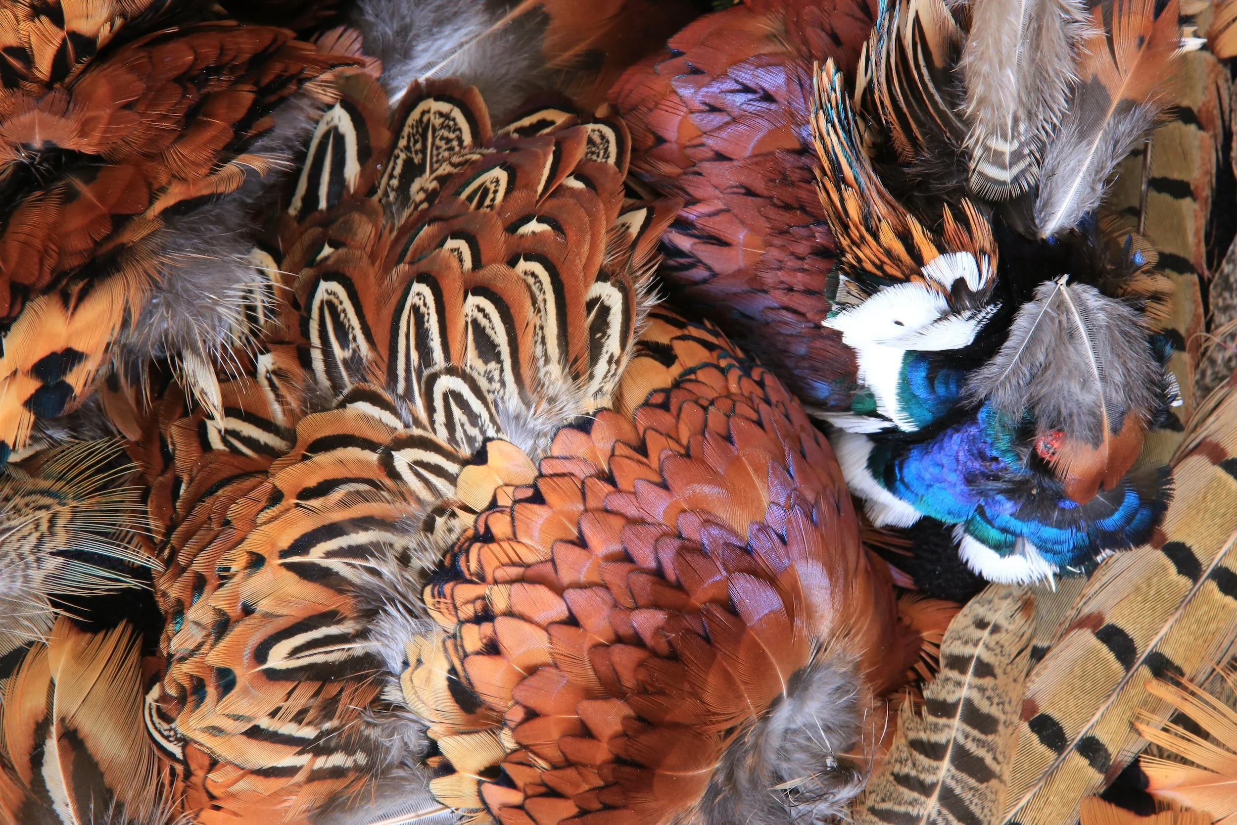 Kansas Pheasants Forever & Quail Forever