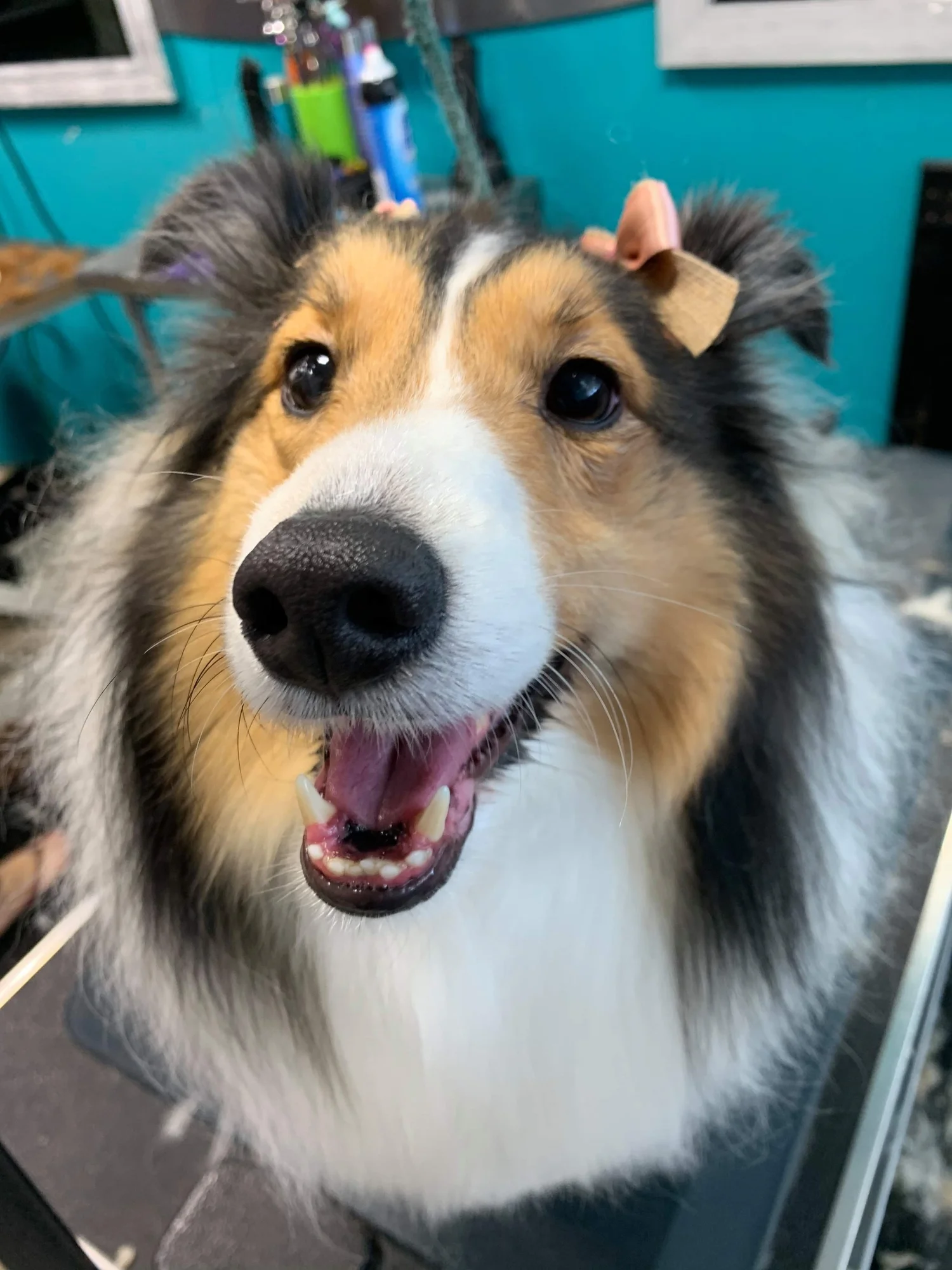 Services 2 — D'tails Pet Salon