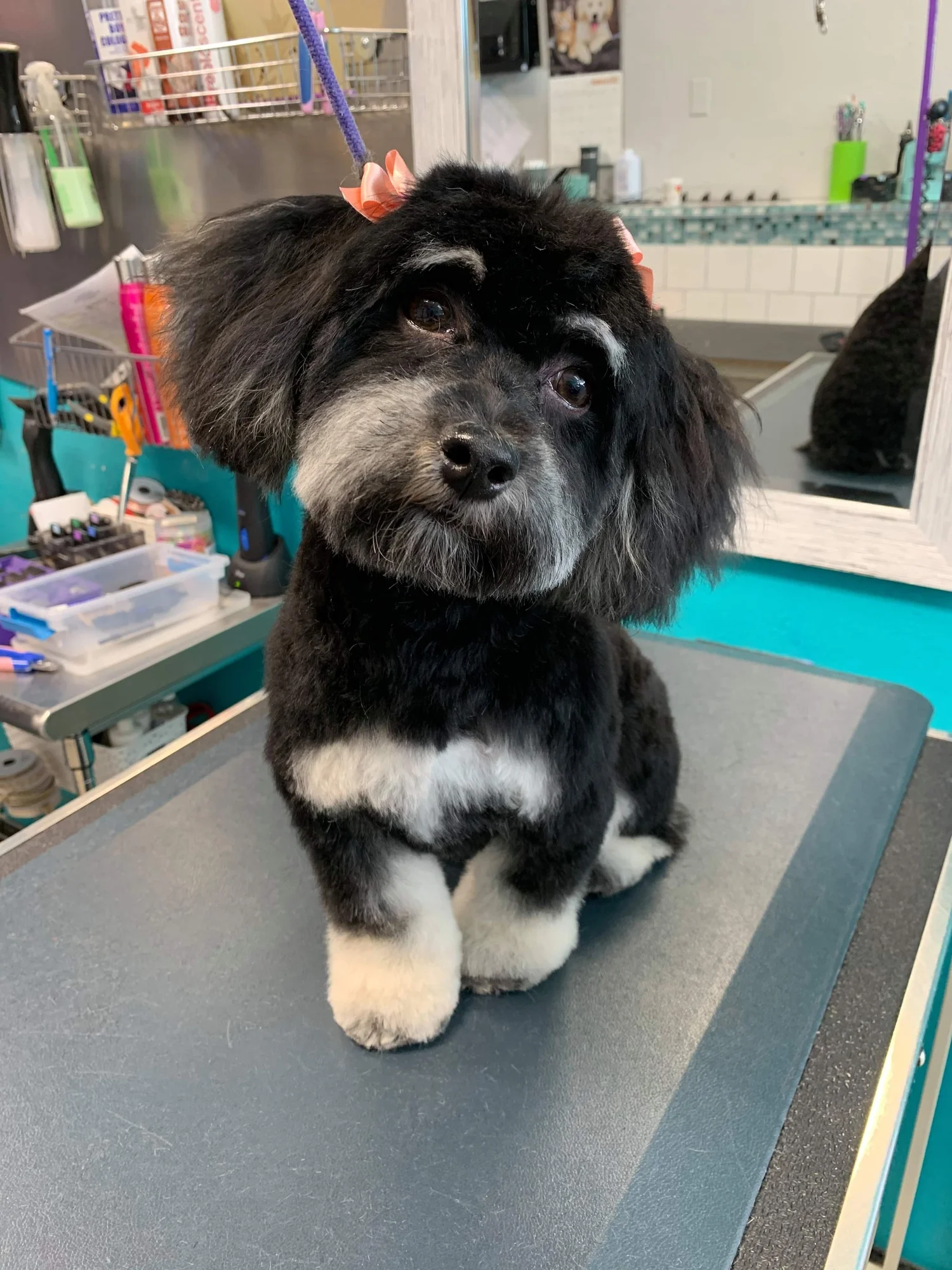 Services 2 — D'tails Pet Salon