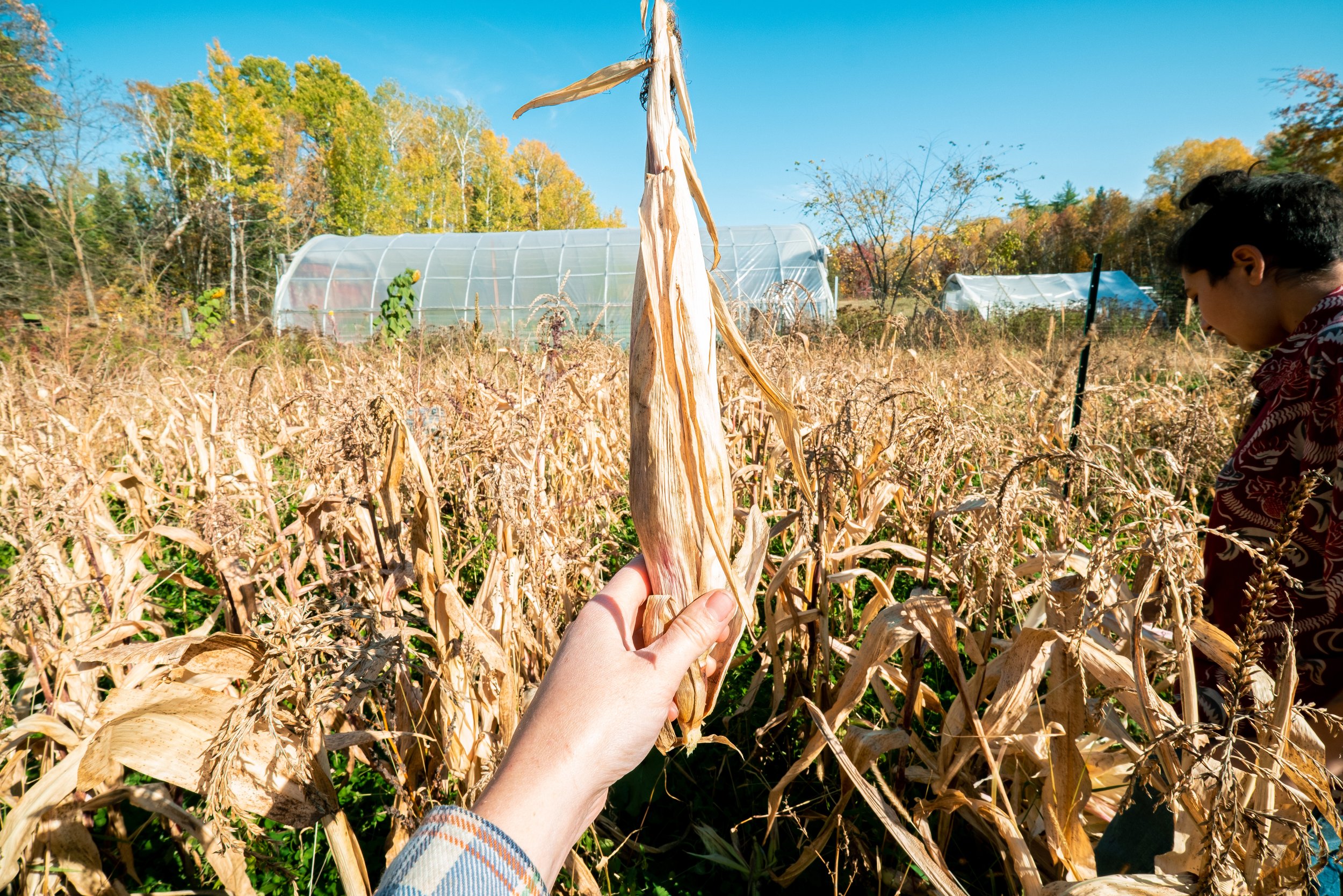 Food Sovereignty — Anishinaabe Agricultural Institute
