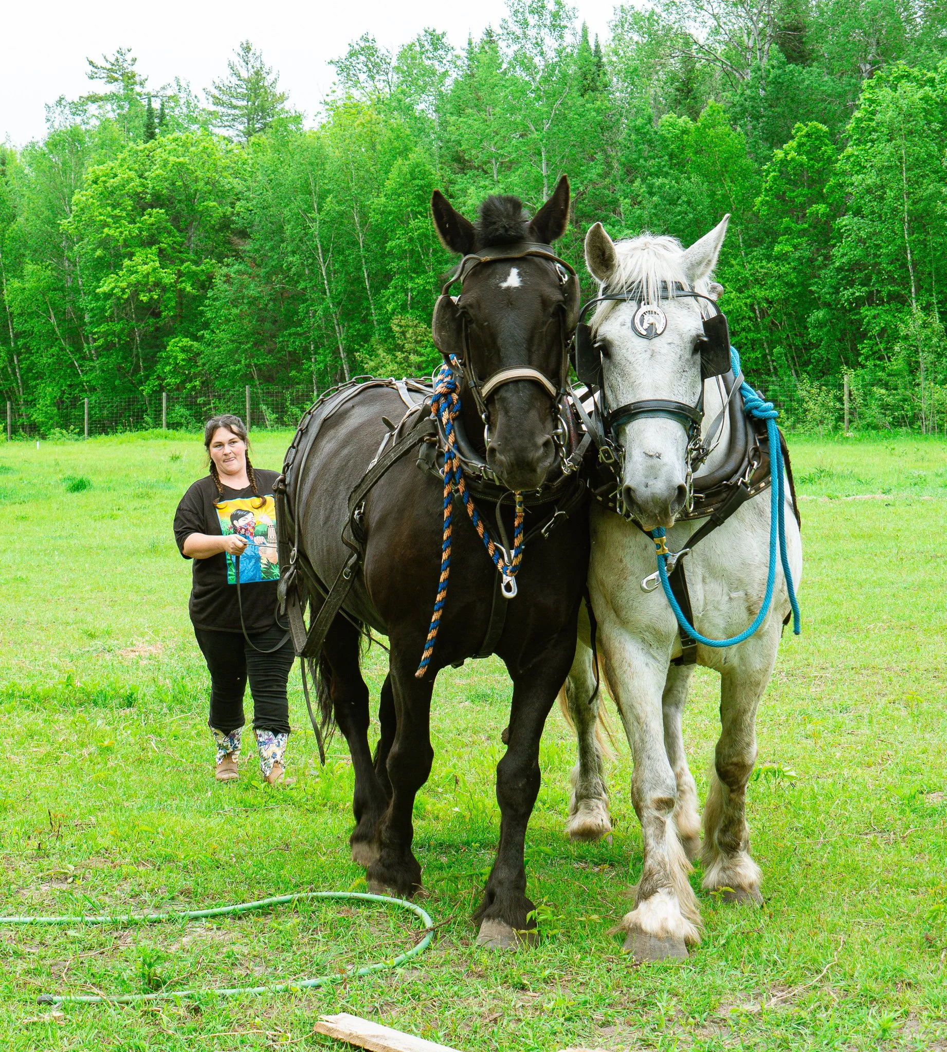 Horse Programs — Anishinaabe Agricultural Institute