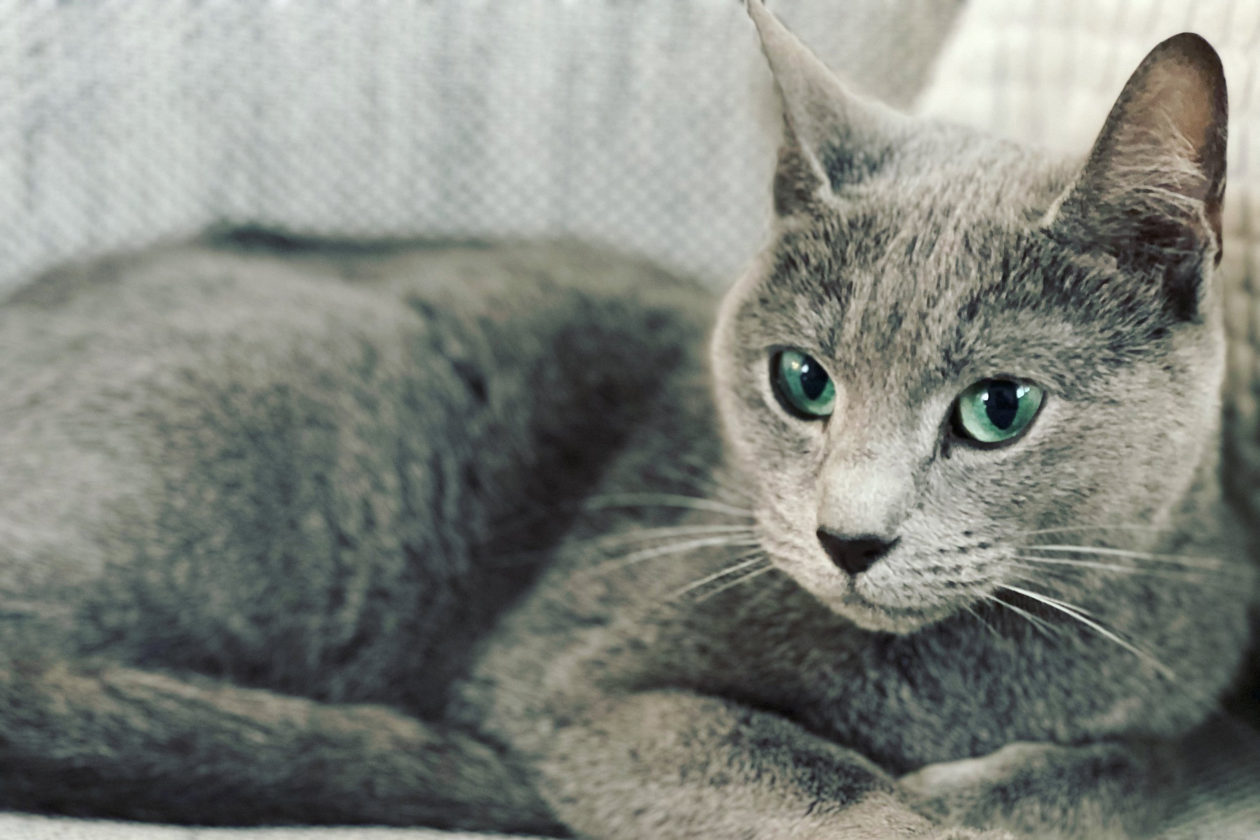 Russian Blue Cats in NSW Australia