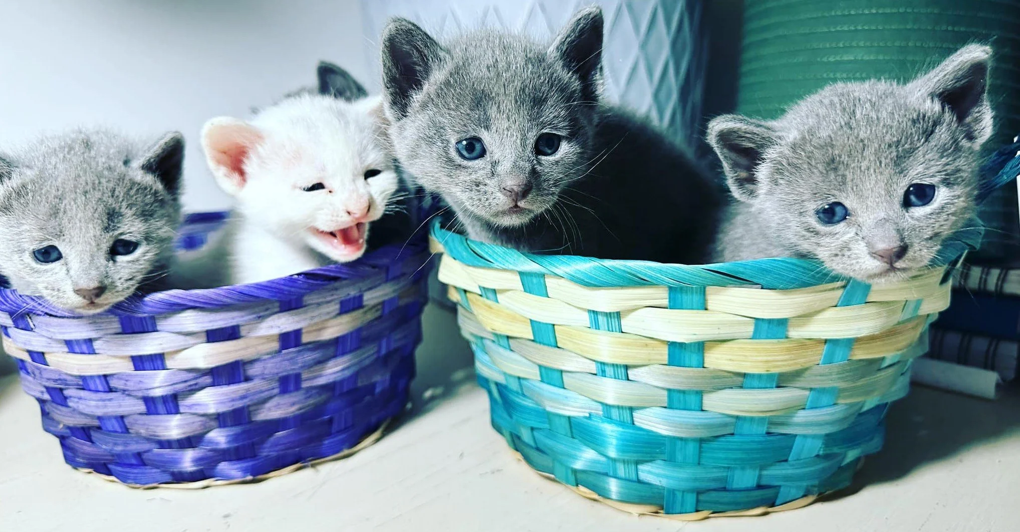 Russian Blue Cats in NSW Australia
