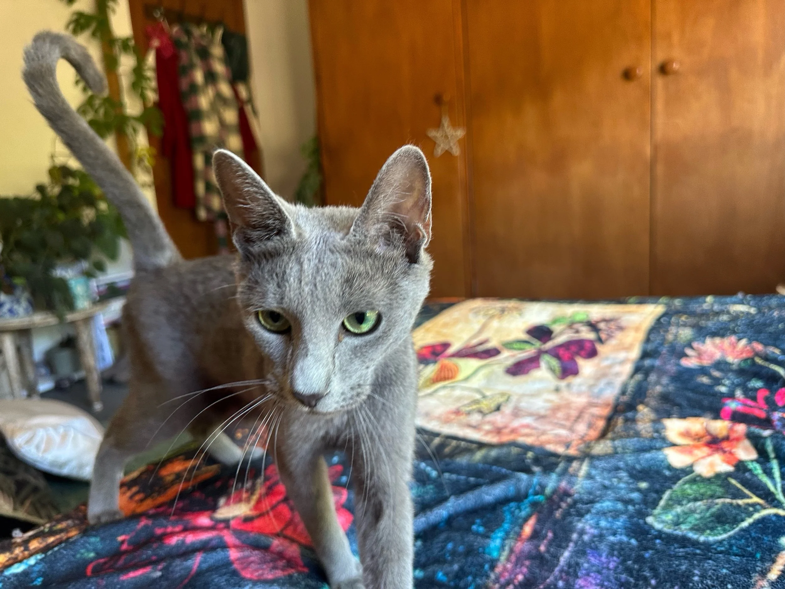 Russian Blue Cats in NSW Australia