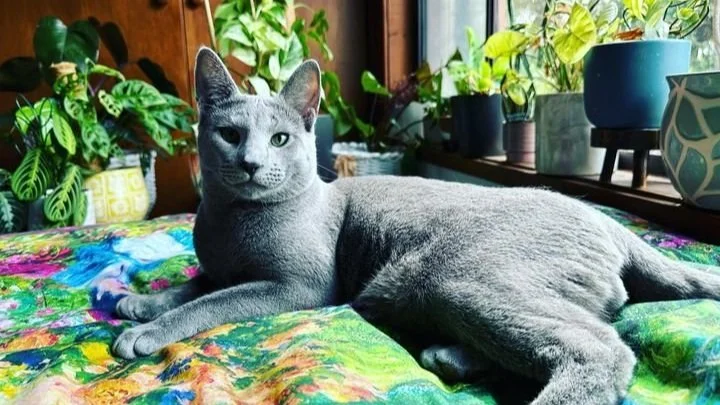Russian Blue Cats in NSW Australia
