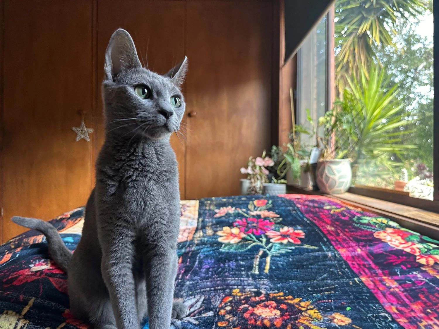 Russian Blue Cats in NSW Australia