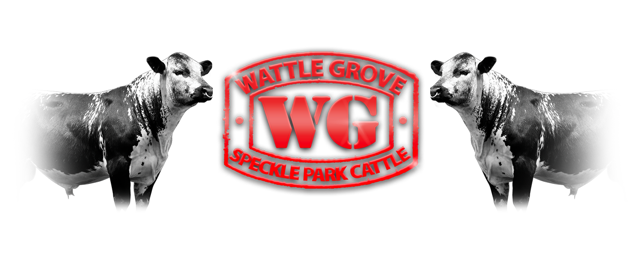 Wattle Grove