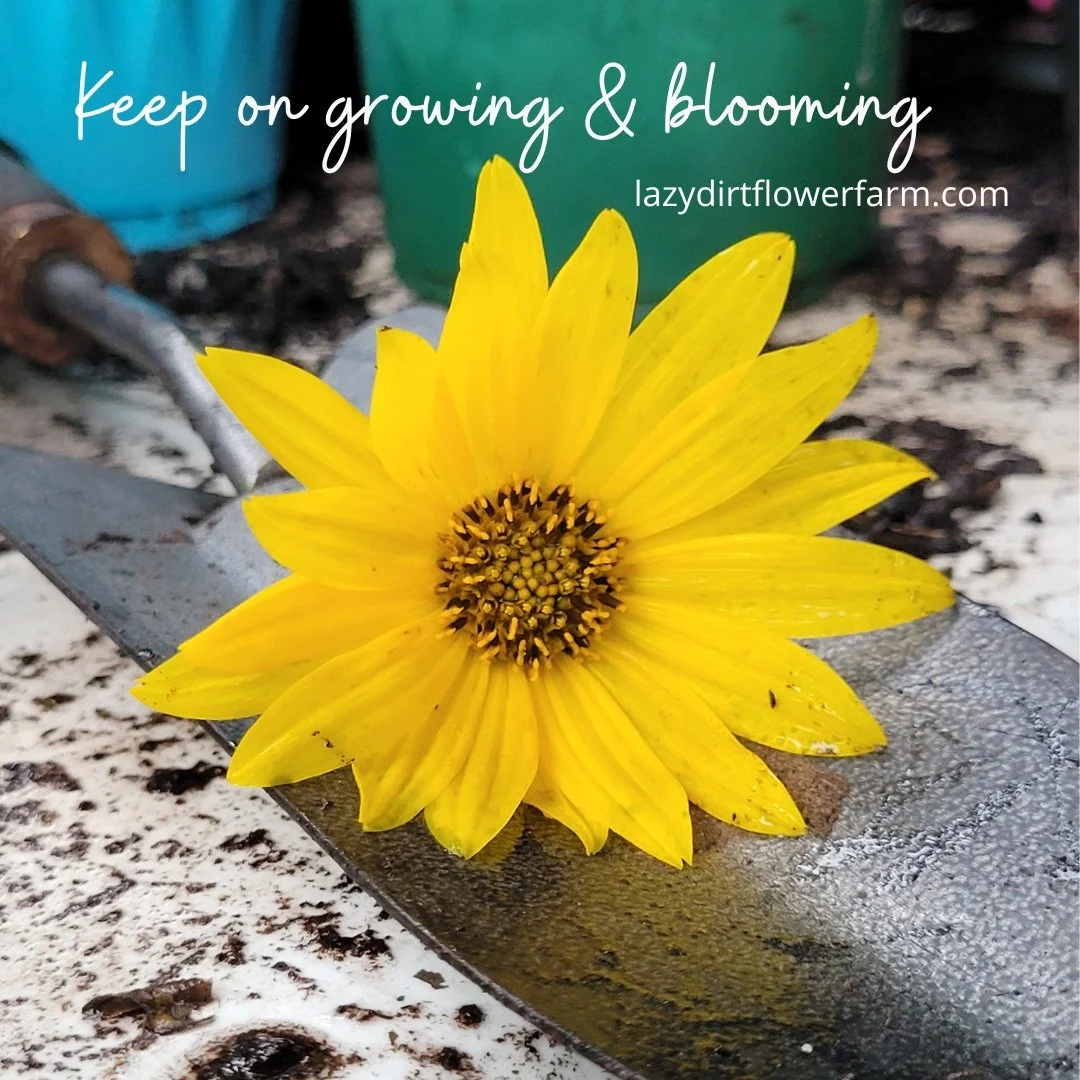 our native plant story