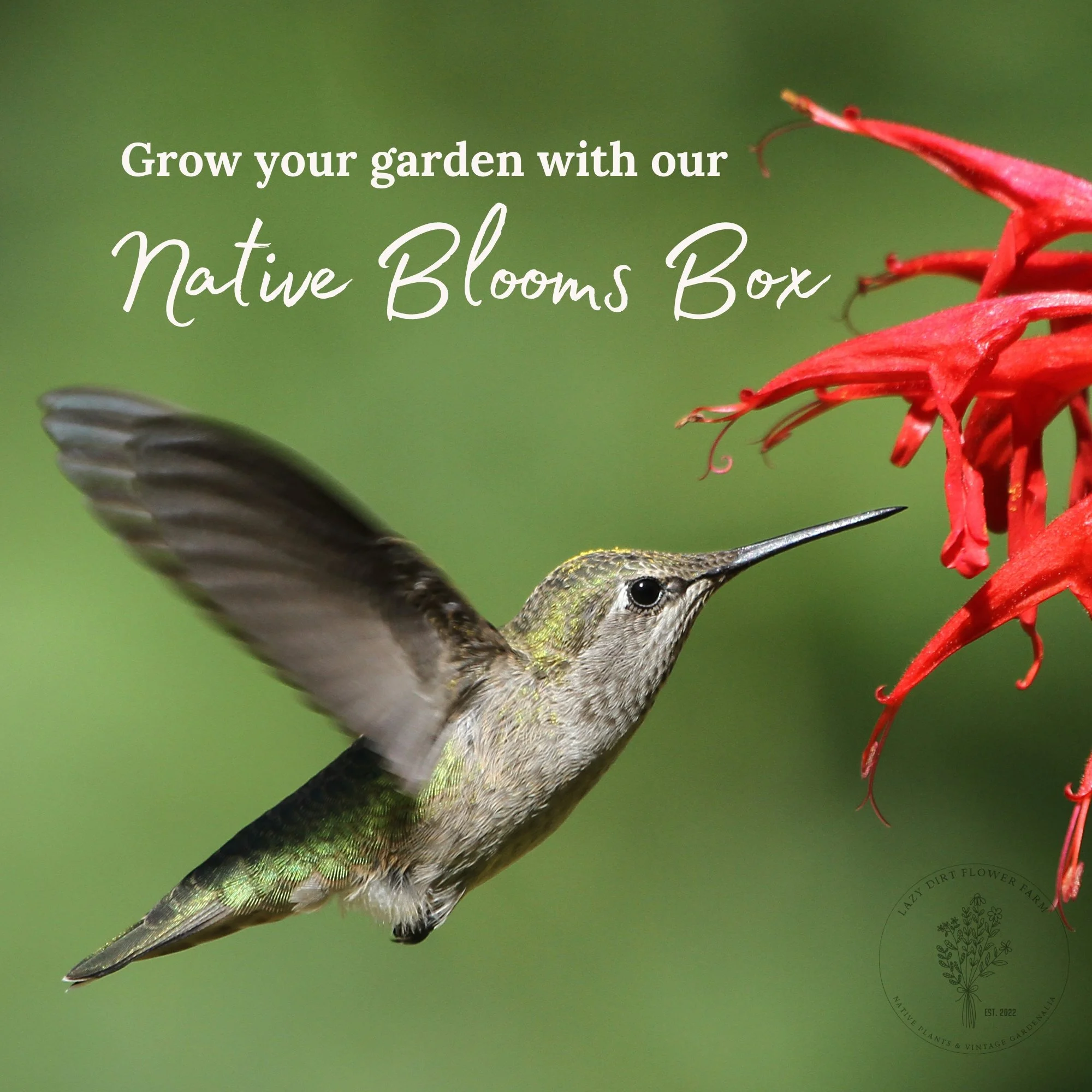 Native Blooms Box CSA — Lazy Dirt Native Flower Farm
