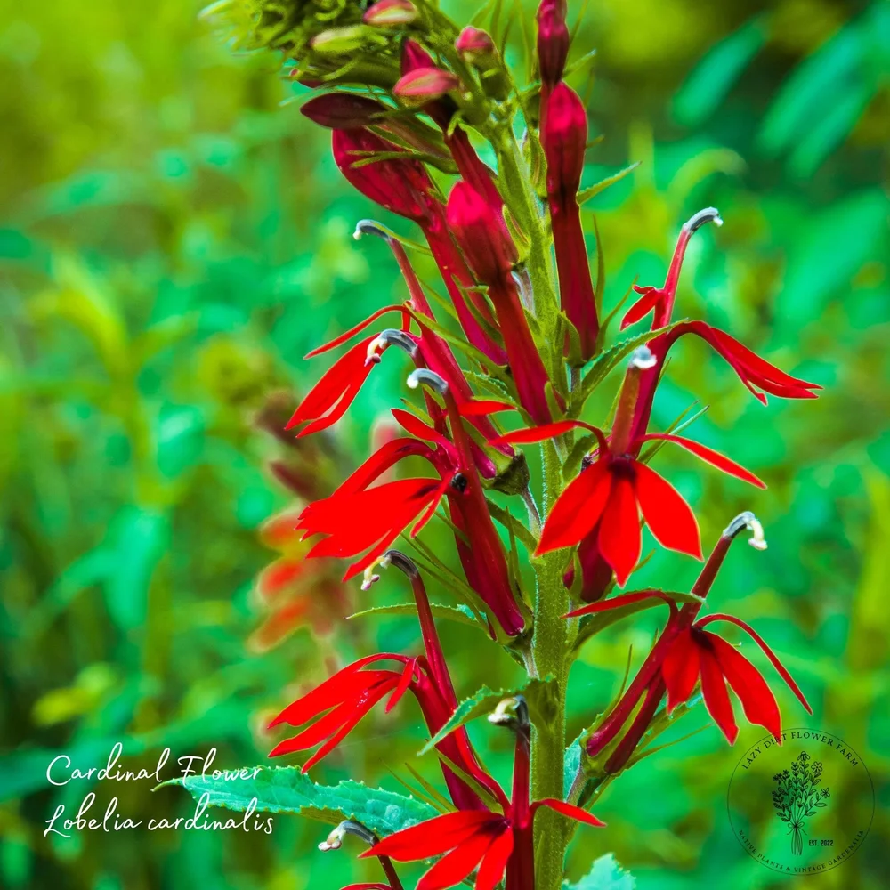 Cardinal Flower