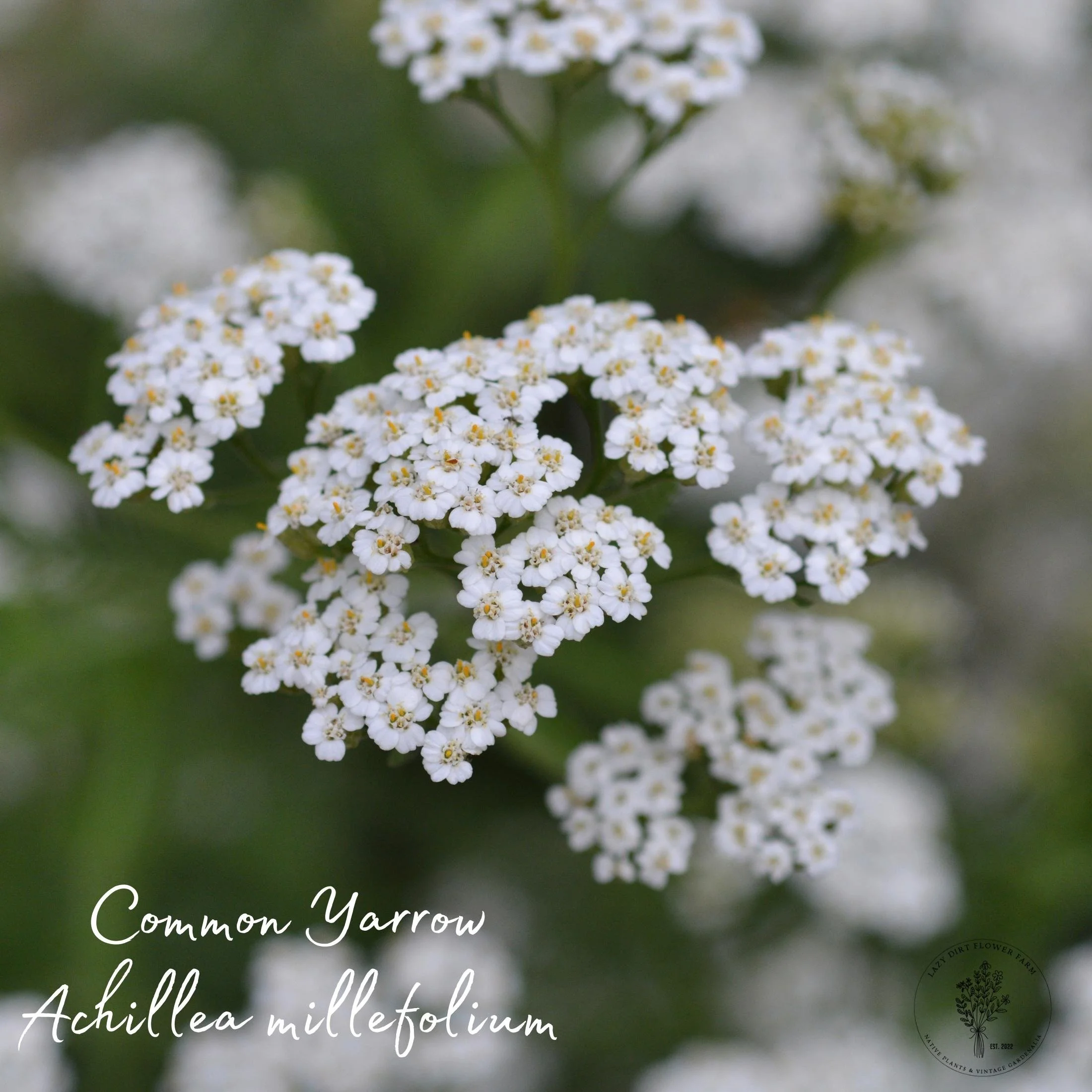 Common Yarrow Achillea millefolium