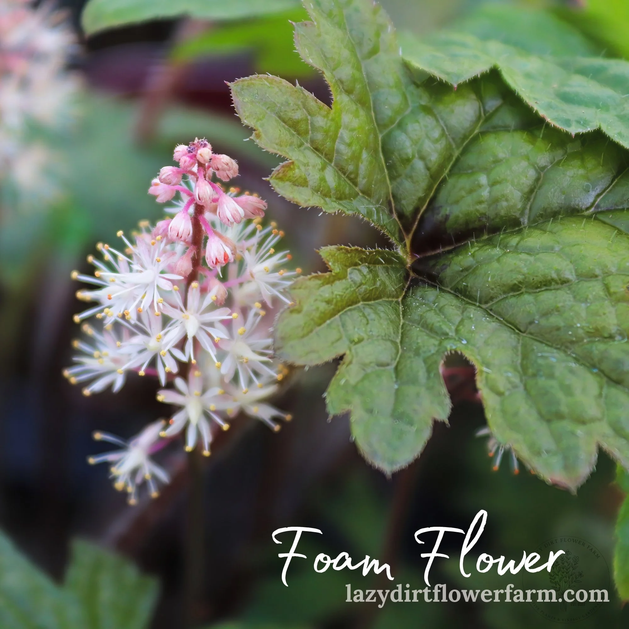 Lazy Dirt Native Flower Farm