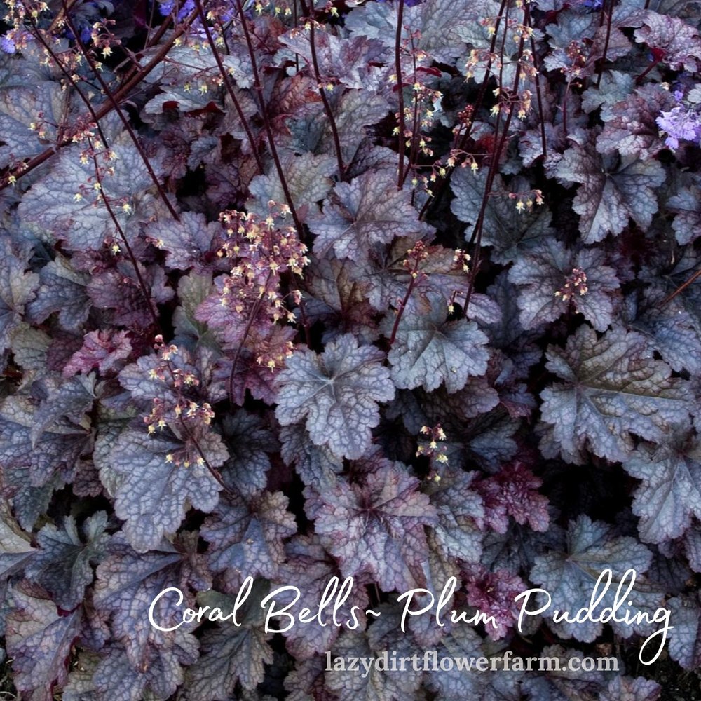 Eastern Red Columbine Aquilegia Canadensis