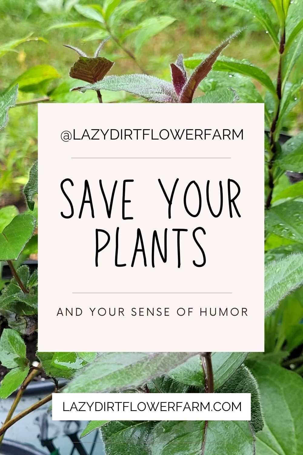Gardening with Native Plants