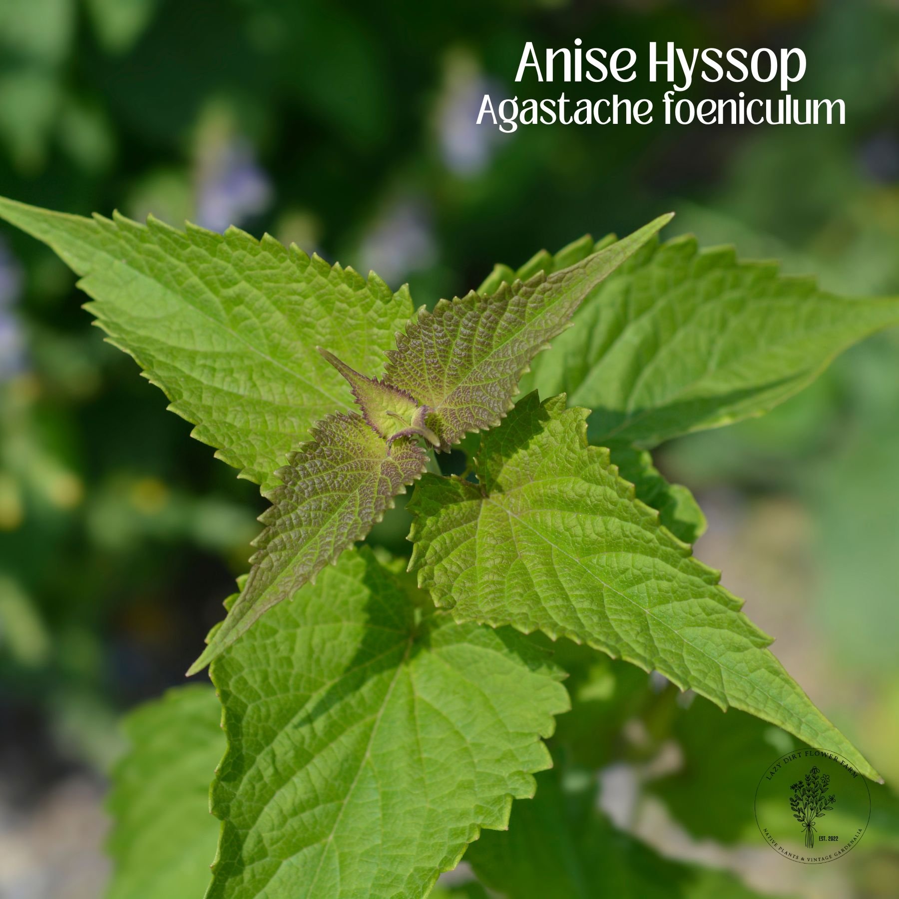 Anise Hyssop Agastache foeniculum