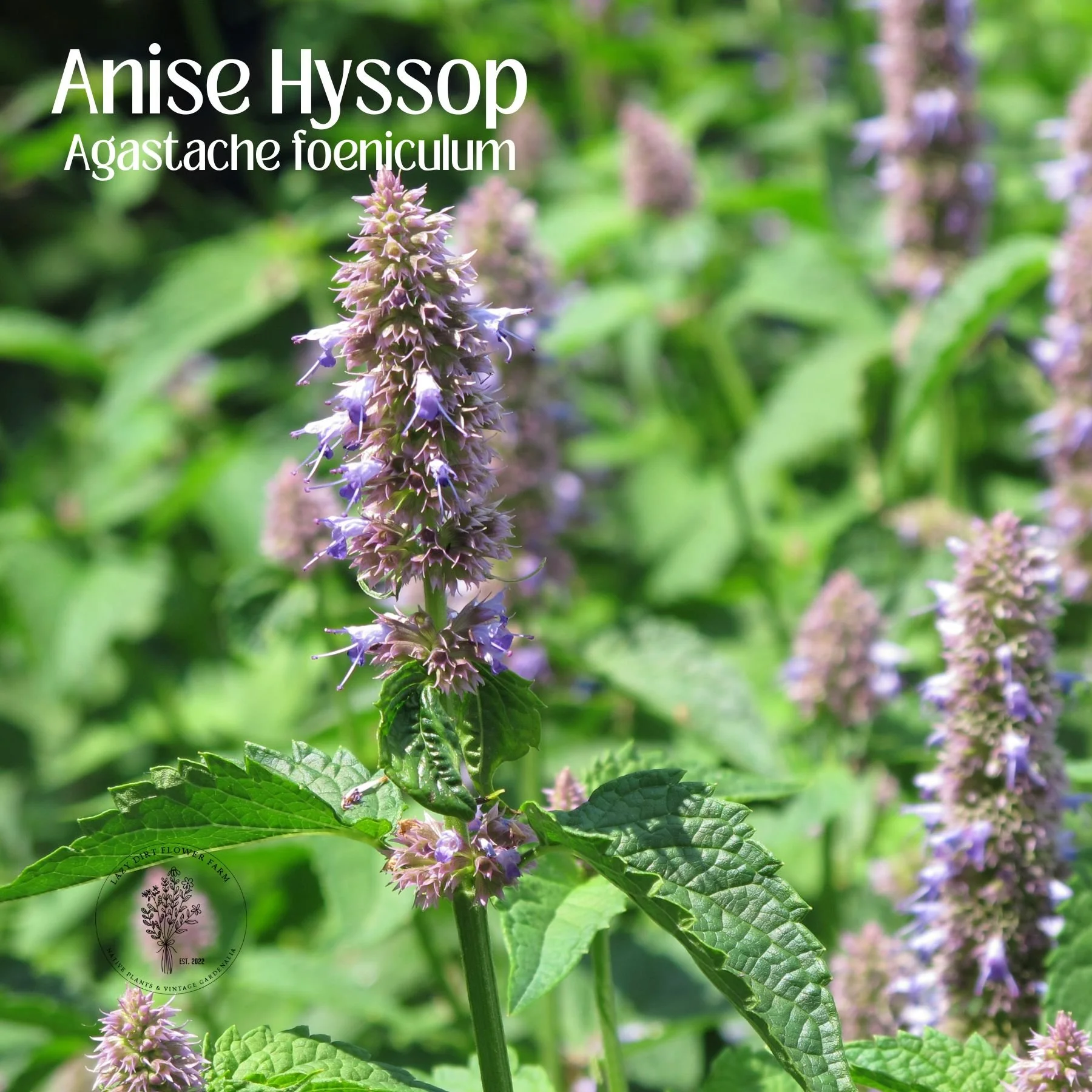 Anise Hyssop Agastache foeniculum