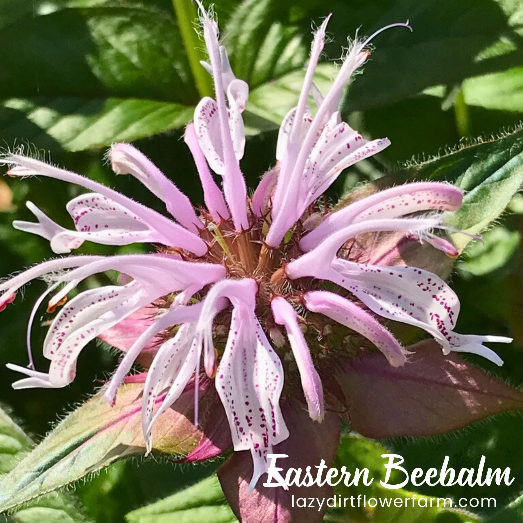 Shade Loving Plants — Native Plant Shop