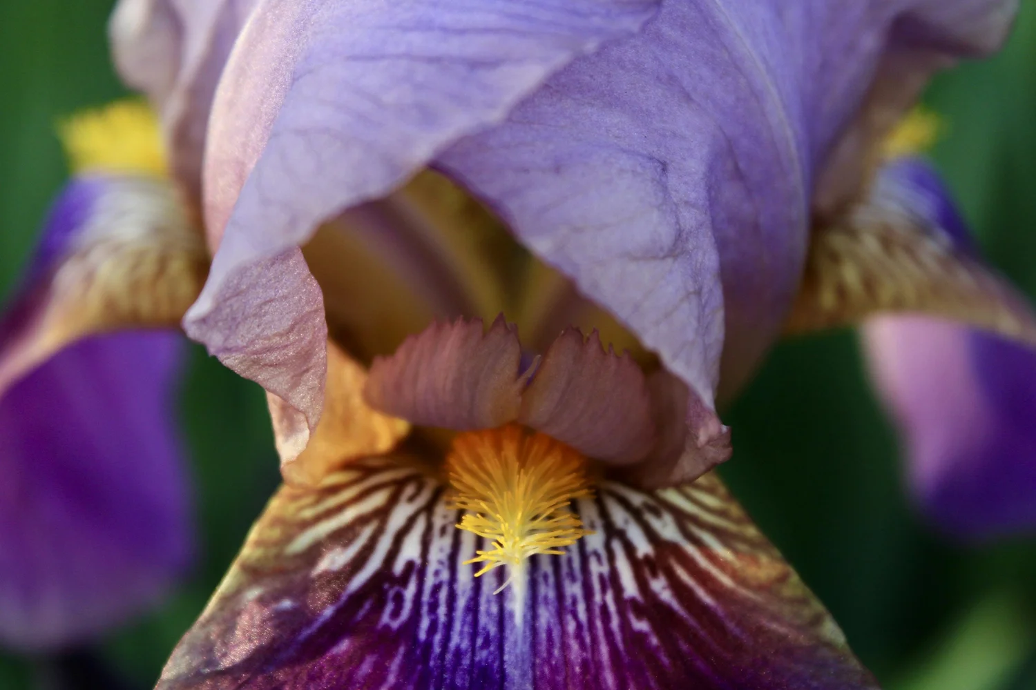 Create a cottage garden with iris & native plants