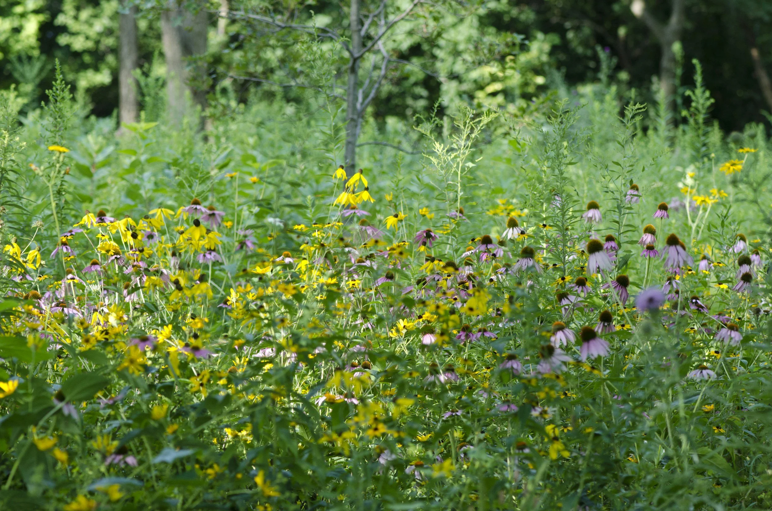 Eastern Red Columbine Aquilegia Canadensis