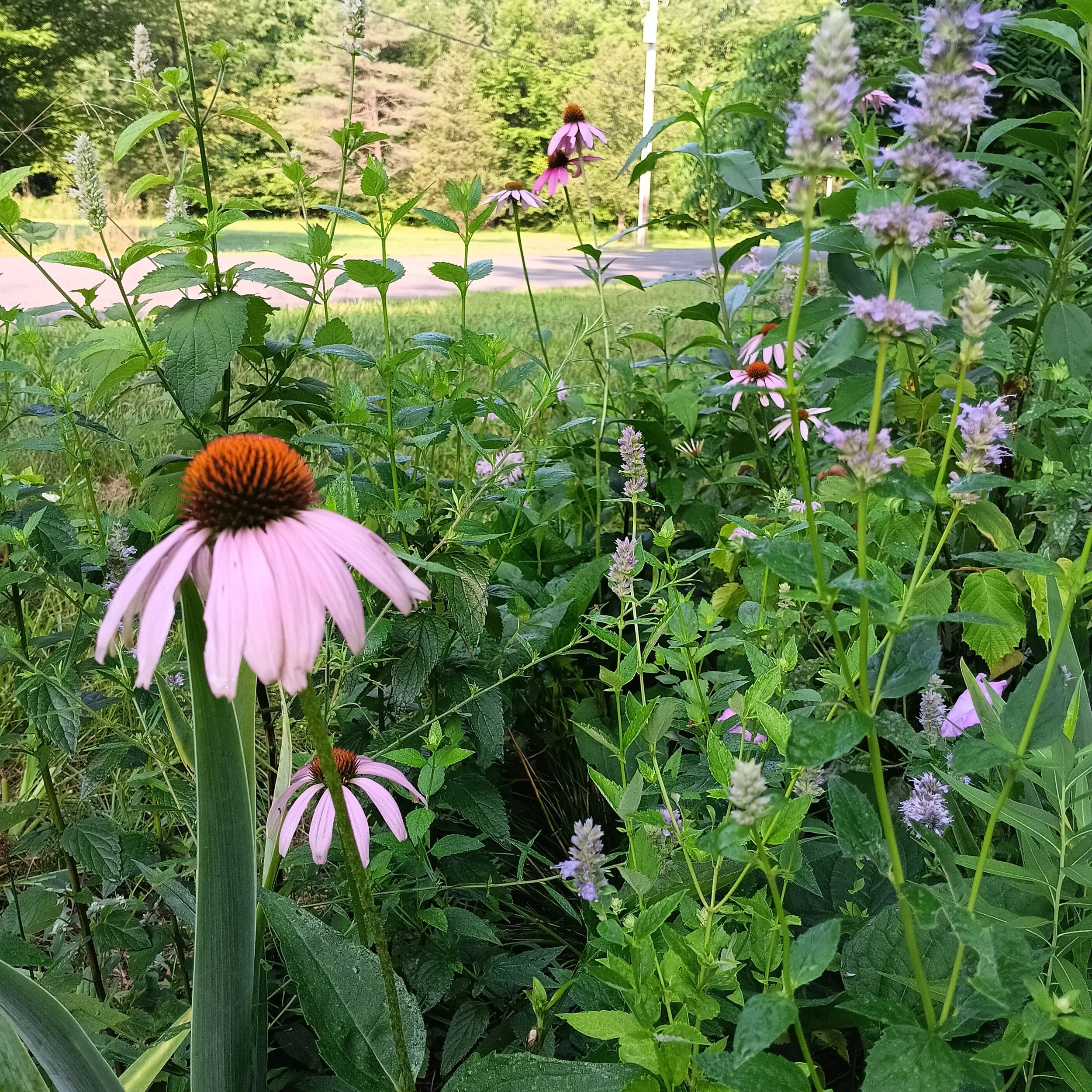 When is it too late to plant native perennials?