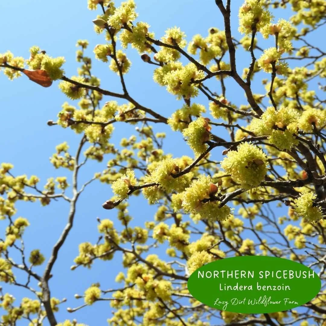 Northern Spicebush Lindera benzoin