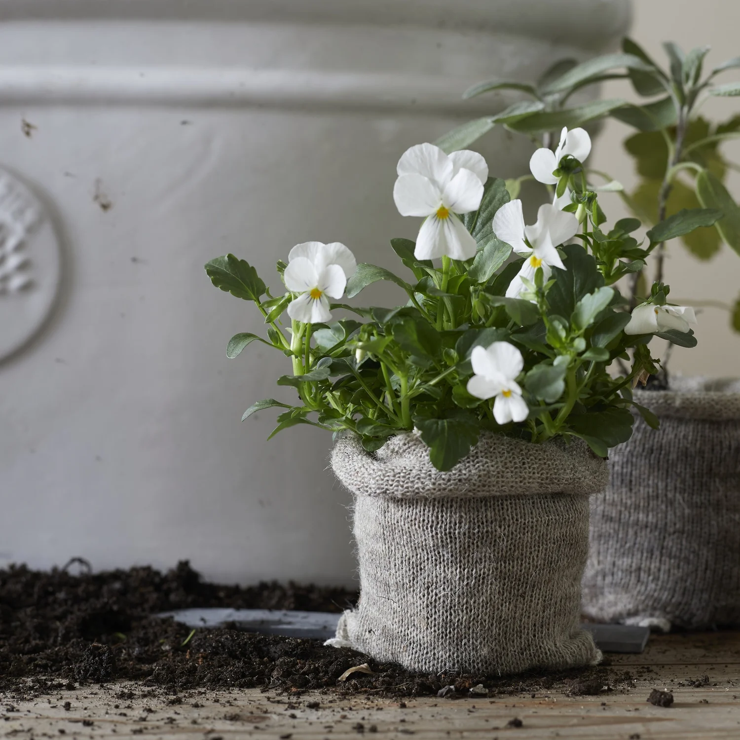 WOOL POTS: GROW PLANTS WITHOUT PLASTIC & PEAT!