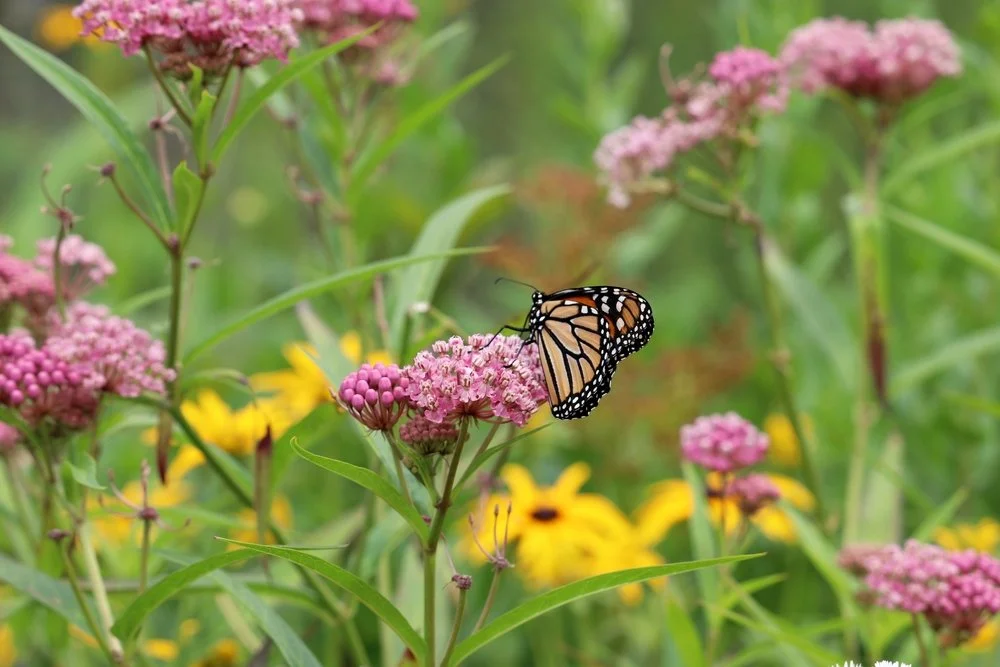 Lazy Dirt Wildflower Farm growing native plants & flowers