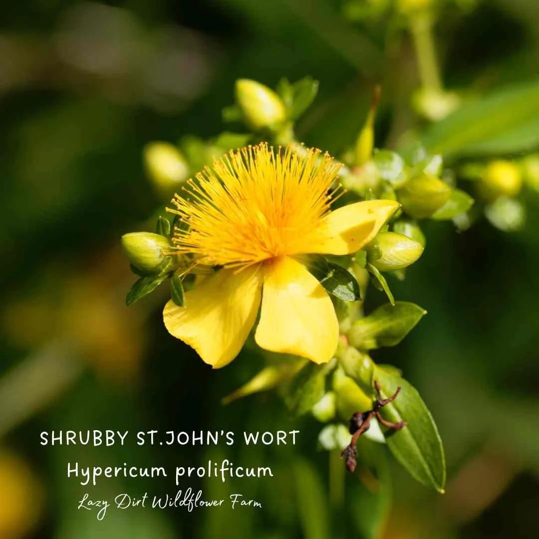 Shrubby St.John's Wort (Hypericum prolificum)