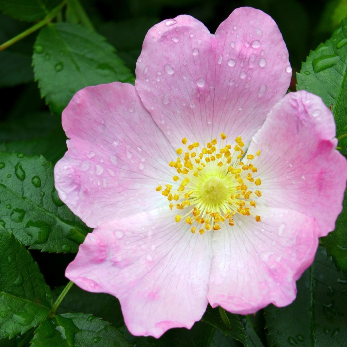Grow a Cottage Garden with Native Roses