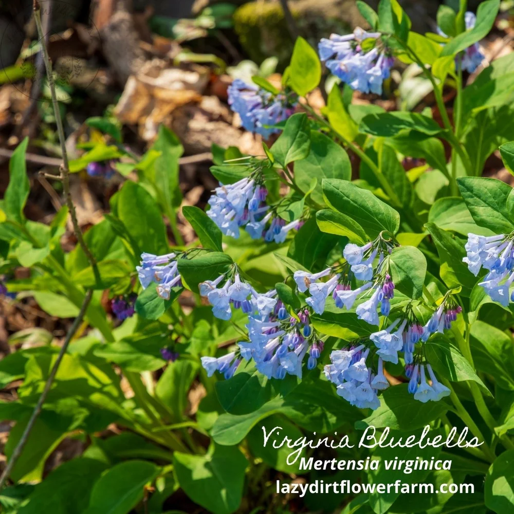 Shade Loving Plants — Native Plant Shop