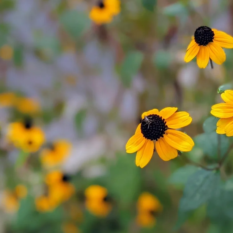 Native Blooms Box CSA