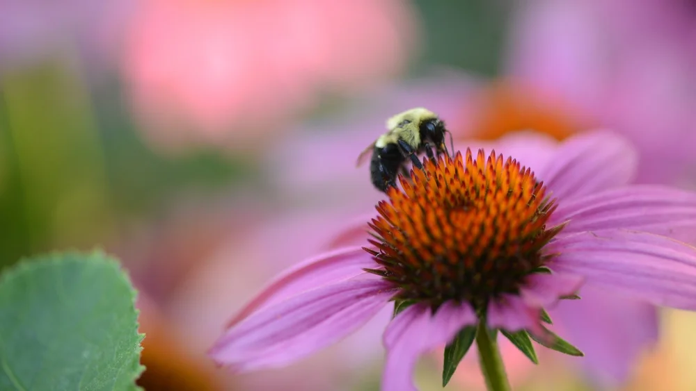Native Blooms Box CSA