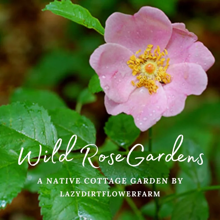 Native Blooms Box CSA