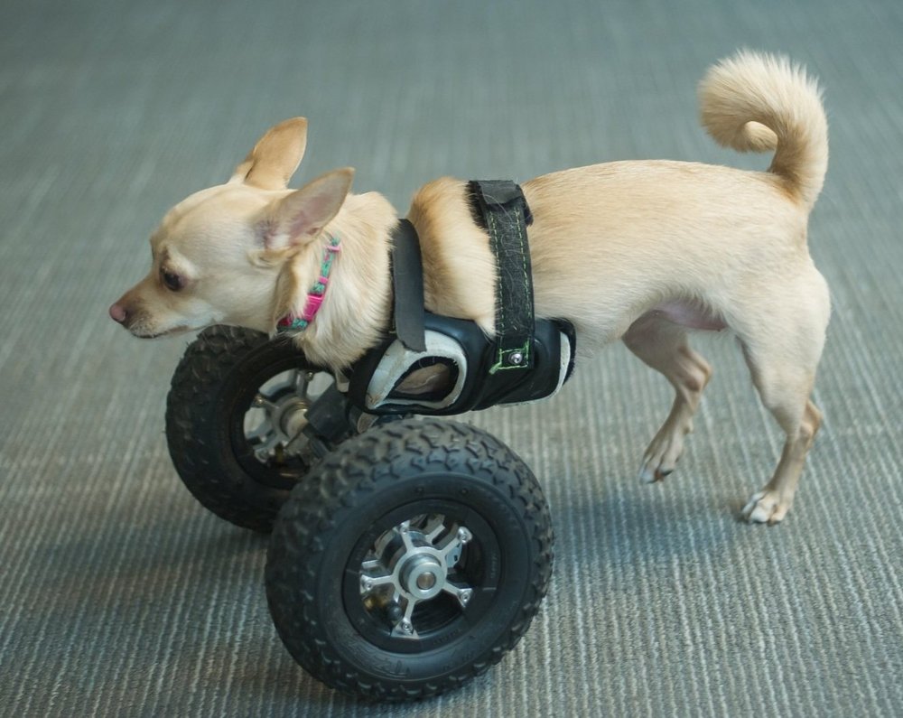 Team 1 — Rhiza Counseling