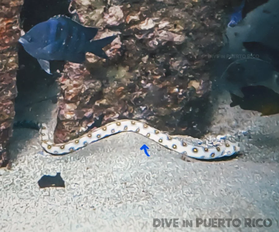 Marine Life and Biodiversity in Puerto Rico: What to expect when scuba ...