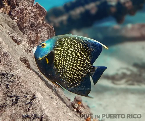 Marine Life and Biodiversity in Puerto Rico: What to expect when scuba ...