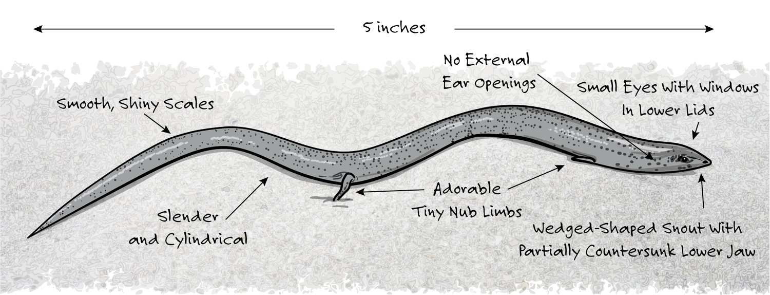 Sand Skinks — Friends of the Wekiva River