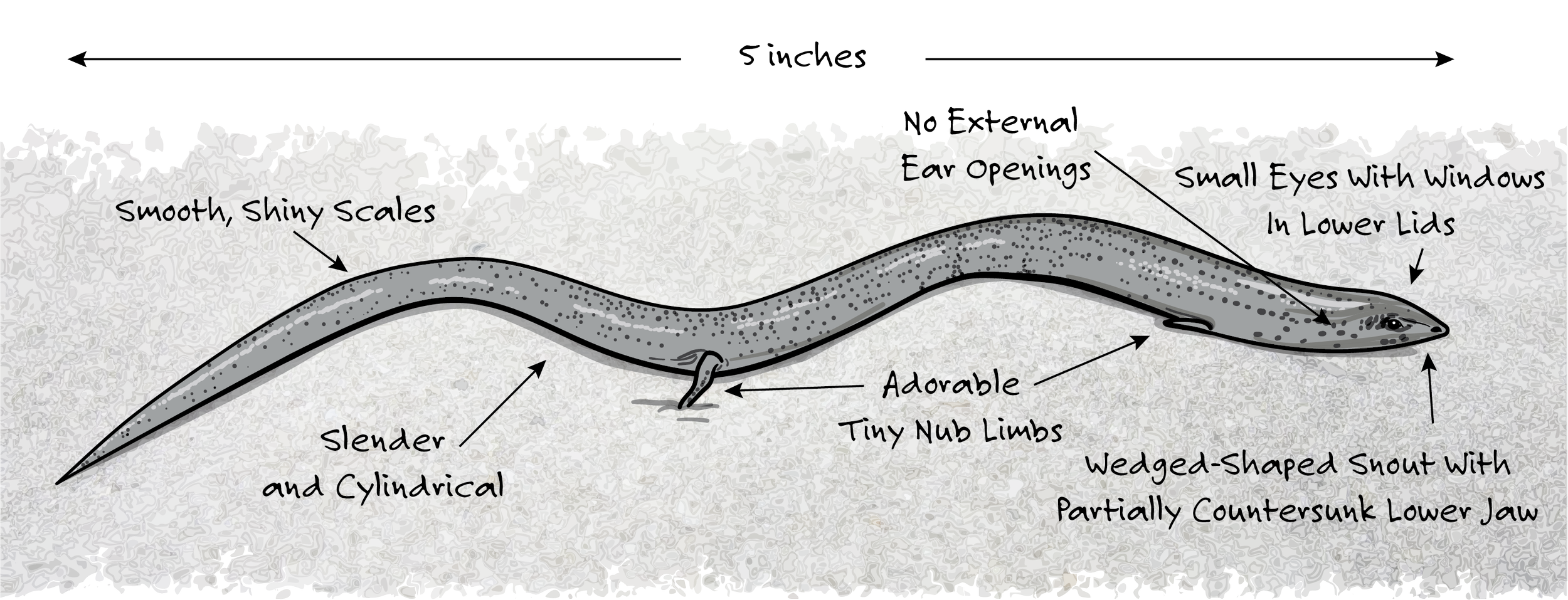 Sand Skinks — Friends of the Wekiva River