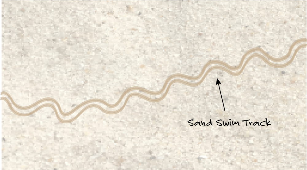 Sand Skinks — Friends of the Wekiva River