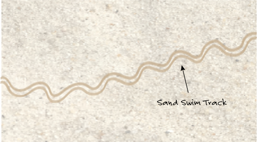 Sand Skinks — Friends of the Wekiva River