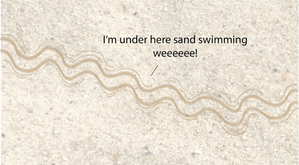 Sand Skinks — Friends of the Wekiva River