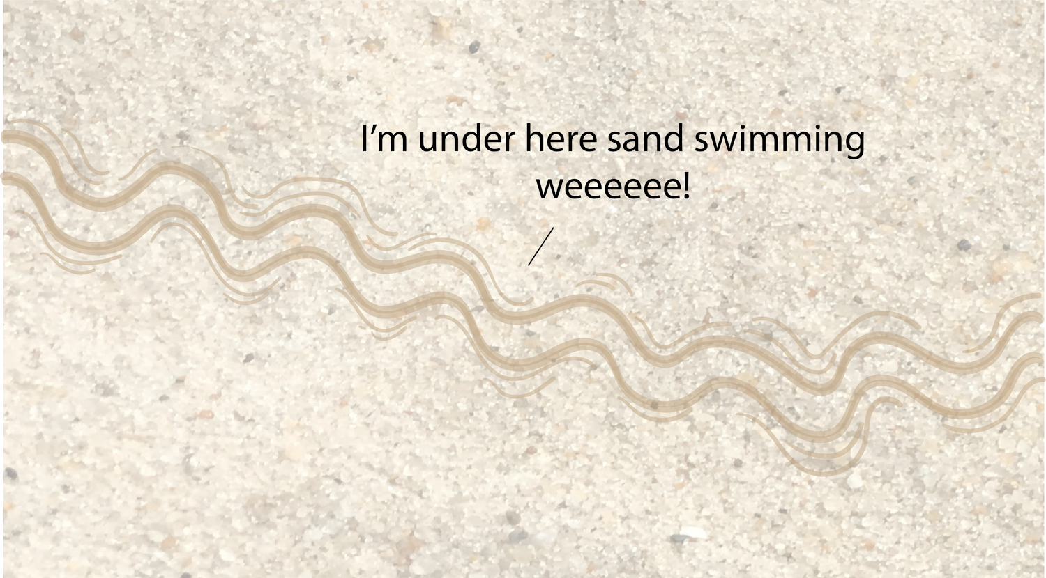 Sand Skinks — Friends of the Wekiva River