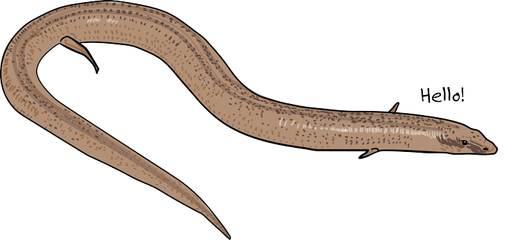 Sand Skinks — Friends of the Wekiva River