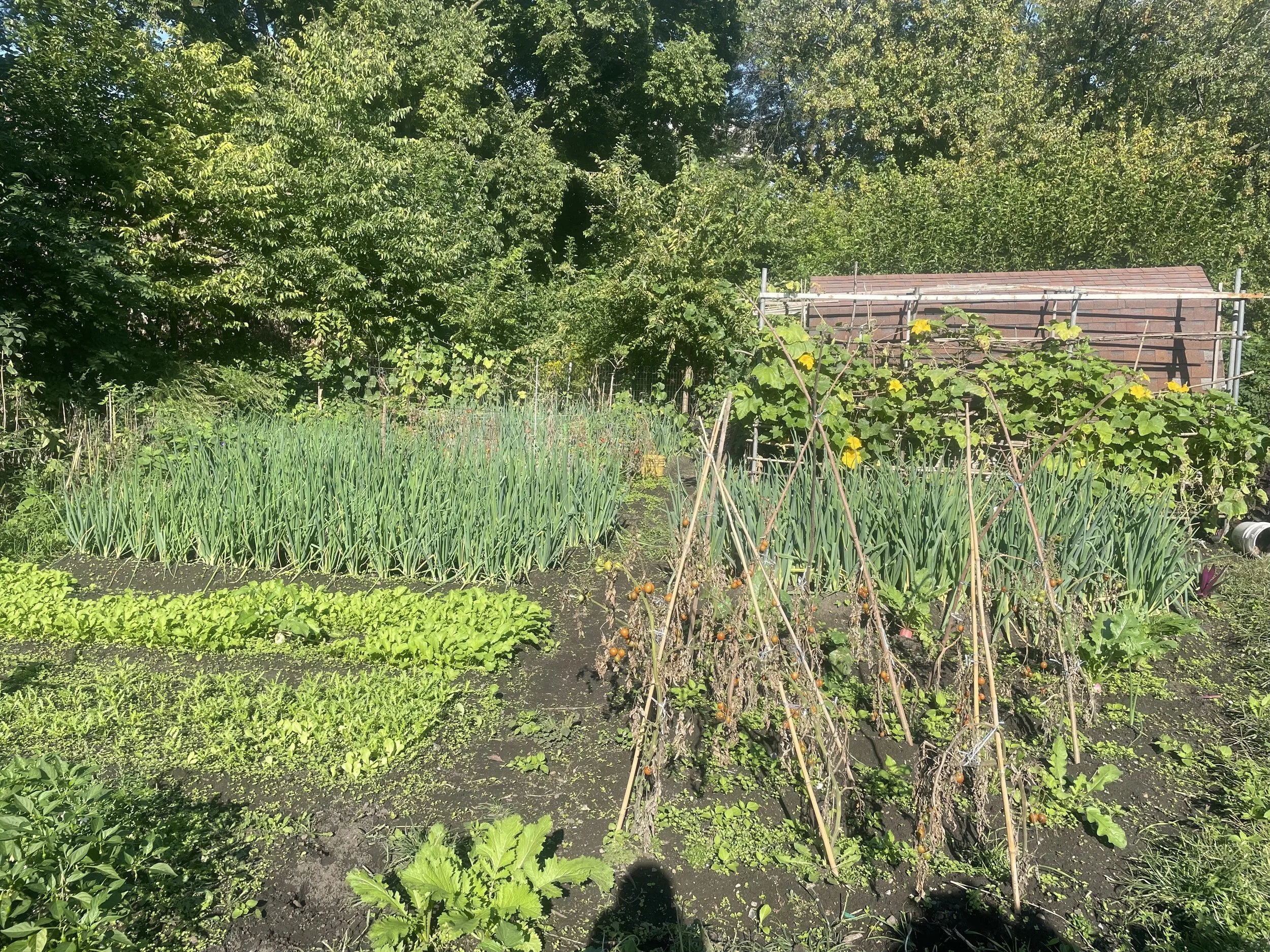 Community Gardens — Urban Growers Collective