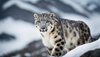 10 Must-Watch Snow Leopard Documentaries: Explore Nature's Enigmatic ...
