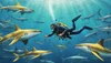 Open Water: The True Story of Tom and Eileen Lonergan's 1998 Great ...