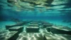 Uncovering the Enigma: 15 Documentaries About the Mystery of the Bimini ...