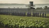 6 Insightful Documentaries on Prison Farms: Rehabilitation Through ...